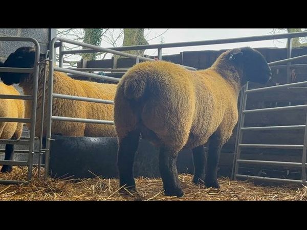 ORANMORE SUFFOLKS DISPERSAL SALE TODAY FRI**** for sale in Co. Galway ...