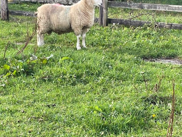 PBNR Cheviot ram lamb for sale in Co. Galway for €250 on DoneDeal