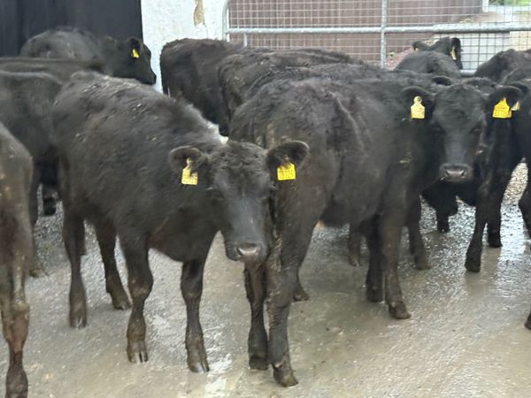 14 ABERDEEN ANGUS HEIFER WEANLINGS for sale in Co. Tipperary for €840 ...