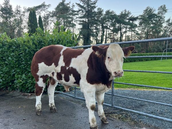 Belgian Blue Bull Show Calf for sale in Co. Galway for €1,234 on DoneDeal