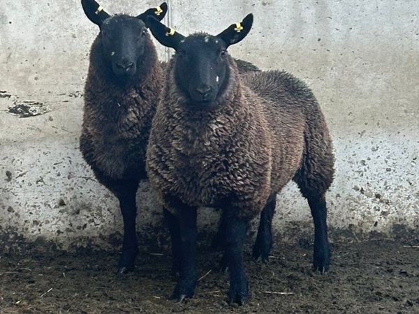 2 Black Cheviot Ewe Lambs for sale in Co. Down for £0 on DoneDeal