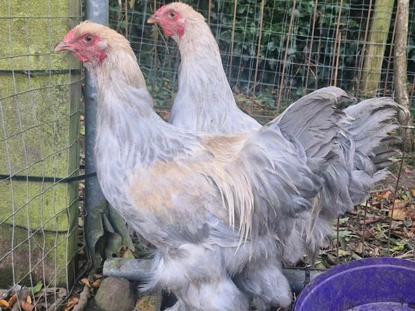 Muscovy ducklings & isabella brahma for sale in Co. Tipperary for €15 ...
