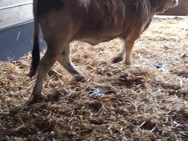 Organic pedigree Aubrac bulls for sale in Co. Galway for €5,500 on DoneDeal