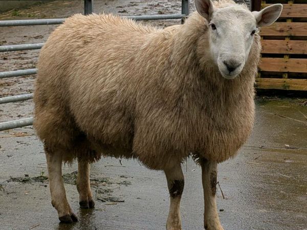 Wicklow Cheviot ram lamb for sale in Co. Tyrone for £300 on DoneDeal