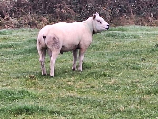 Texel ram for sale in Co. Galway for €450 on DoneDeal