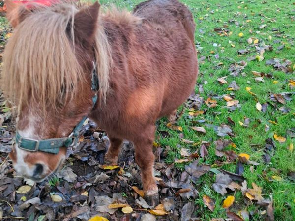 Shetland pony for sale in Co. Carlow for €250 on DoneDeal