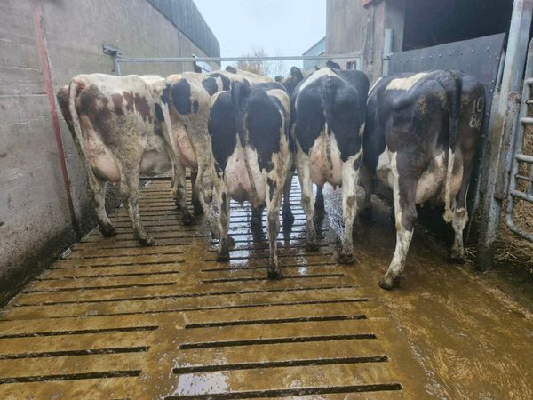 Fresly calved cows and heifers for sale in Co. Monaghan for €1,234 on ...