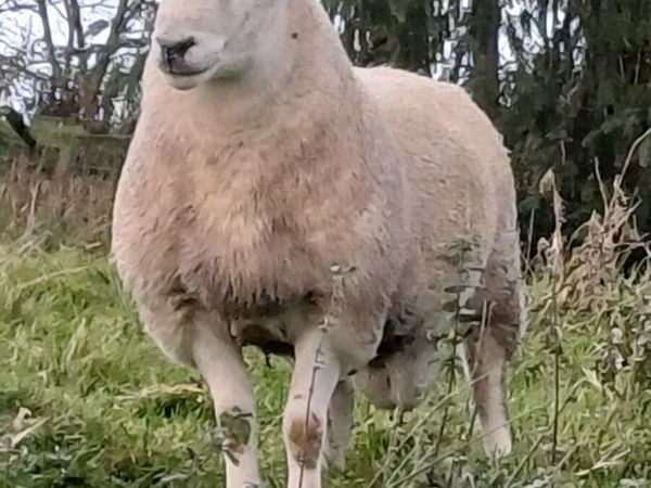 North country Cheviot ram for sale in Co. Derry for £240 on DoneDeal