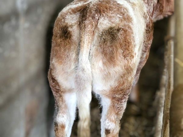 Roan Weanling Heifer for sale in Co. Galway for €1,234 on DoneDeal