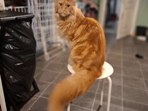 Maine coon cat for sale in Co. Dublin for €700 on DoneDeal