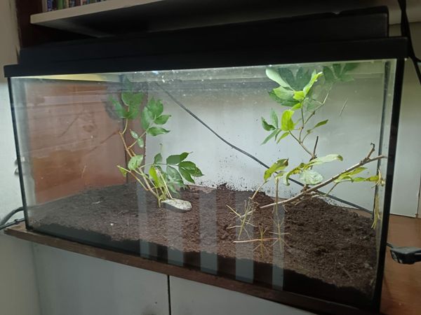 Indian stick insects & Tank for sale in Co. Mayo for €20 on DoneDeal