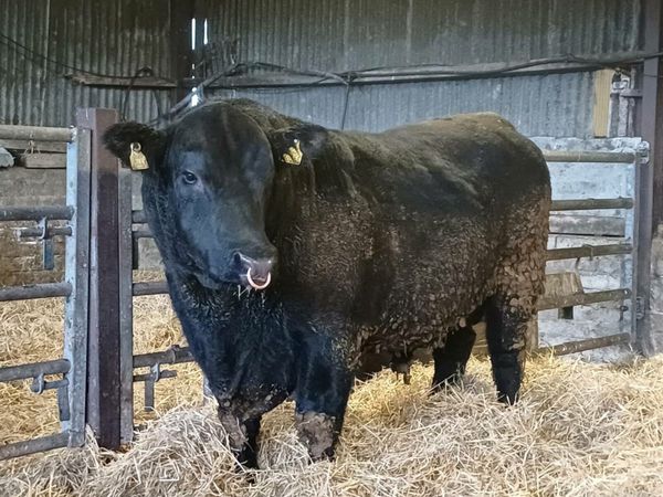 Angus Bull for sale in Co. Galway for €6 on DoneDeal