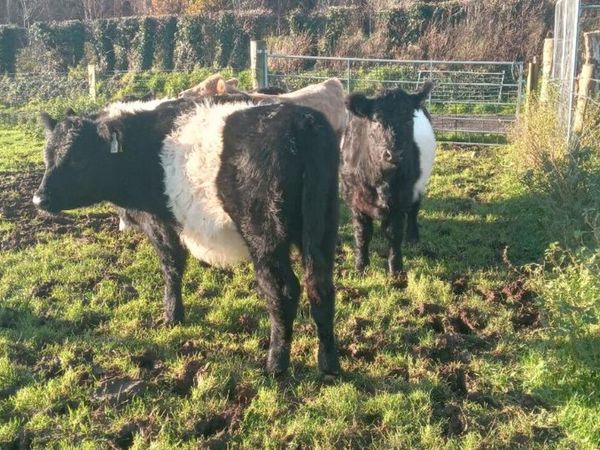 5 Super Galloway Heifer Weanlings for sale in Co. Roscommon for €1,250 ...