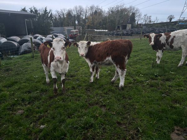 10 Red&White HER& SIM Heifers for sale in Co. Down for €0 on DoneDeal