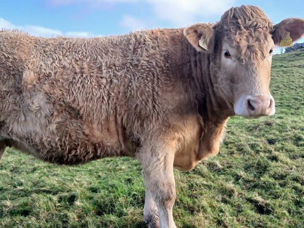 Incalf heifer for sale springer for sale in Co. Galway for €4,200 on ...