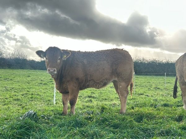 Lot 570-573 Limousin heifers for Gort Mart for sale in Co. Galway for € ...