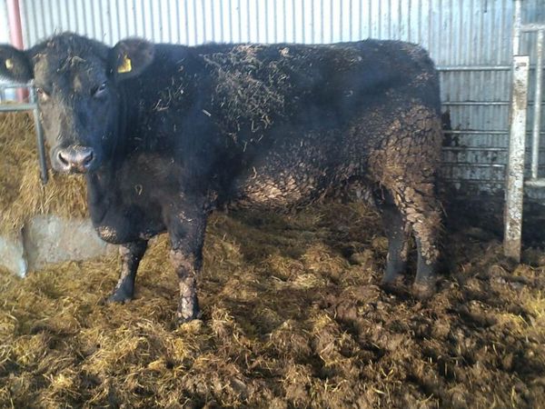 Pedigree Angus Cow (Drumshambo mart Friday14th) for sale in Co ...
