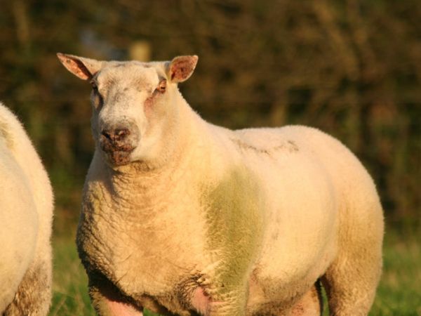 CharTex Ram for sale in Co. Derry for £350 on DoneDeal