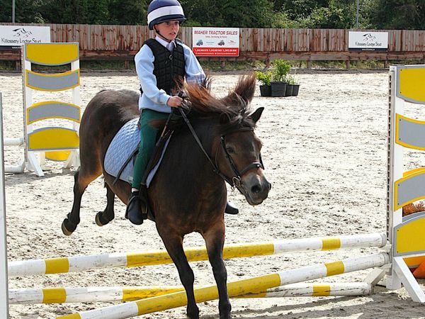 Rare Breed Exmoor Pony for sale in Co. Meath for €5,000 on DoneDeal