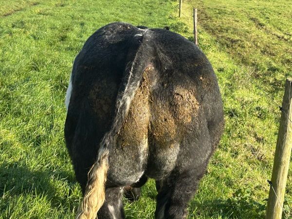 Belgium Blue Bull for sale for sale in Co. Waterford for €123 on DoneDeal