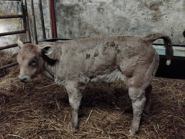 Belgian Blue Bull Calf for sale in Co. Roscommon for €0 on DoneDeal