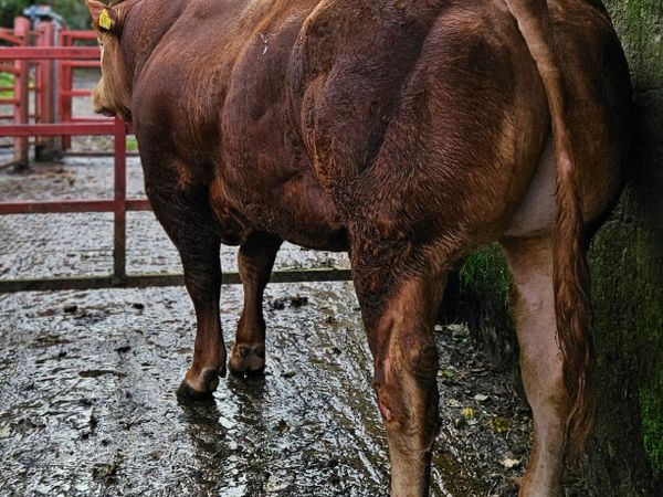 Pedigree Limousin Bulls for sale in Co. Antrim for £5,000 on DoneDeal