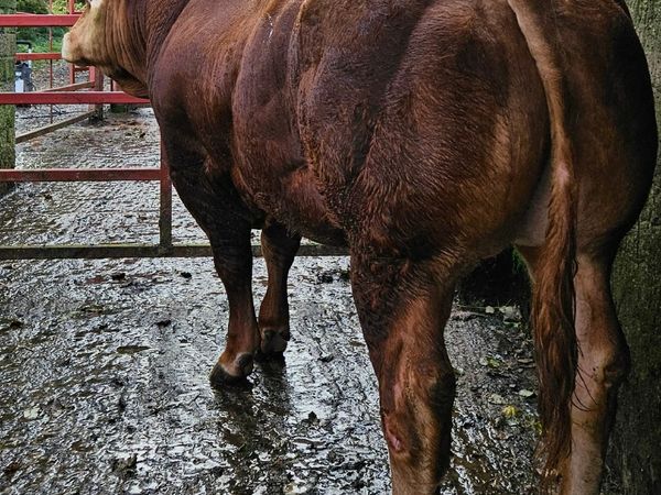 Pedigree Limousin Bulls for sale in Co. Antrim for £5,000 on DoneDeal