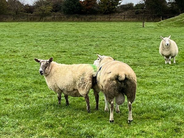 PBNR Texel Ram for sale in Co. Meath for €450 on DoneDeal
