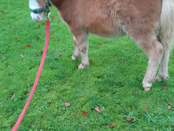 Miniature pony for sale in Co. Cork for €1,234 on DoneDeal