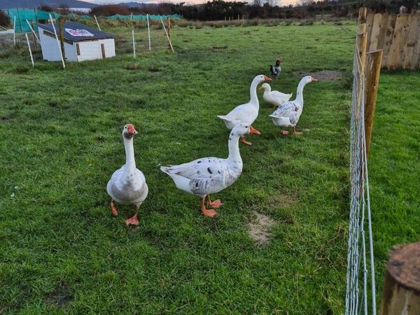 Ducks and geese for sale in Co. Donegal for €2 on DoneDeal