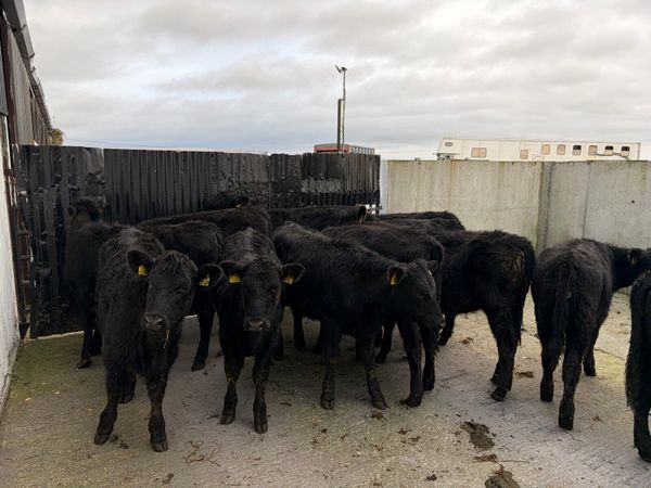 12 super 230 kilo angus heifer weanling for sale for sale in Co. Mayo ...
