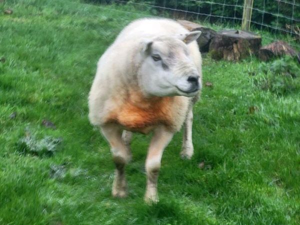 Texel ram for sale in Co. Leitrim for €1,234 on DoneDeal