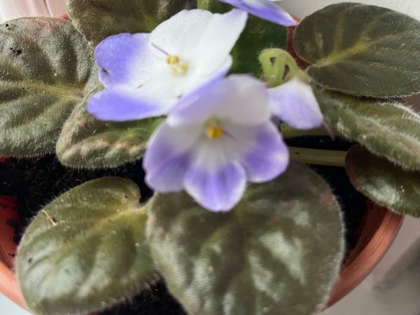 Two viola plants in ceramic pots for sale in Co. Limerick for €5 on ...
