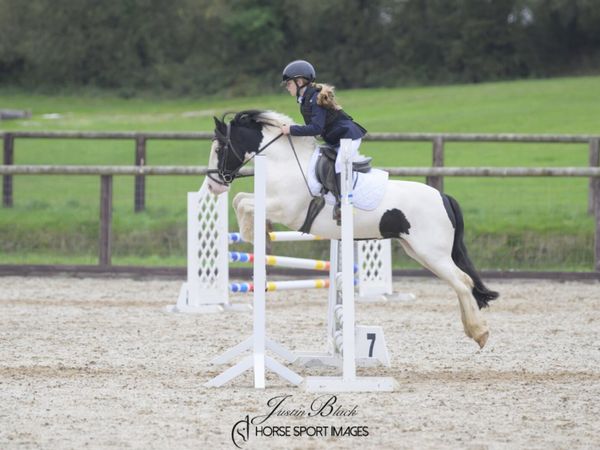 12h pony club pony for sale in Co. Cork for €8,000 on DoneDeal