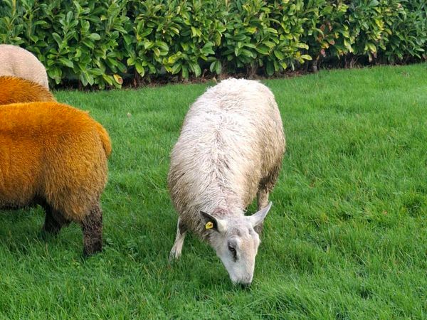 Bluefaced Leicester ram lamb for sale in Co. Galway for €250 on DoneDeal
