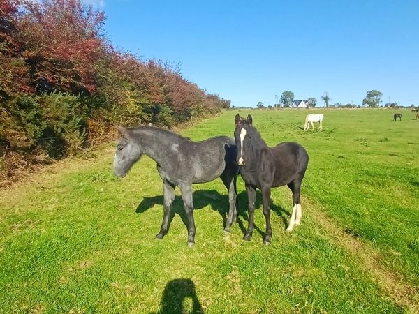 Irish Draught Grey Colt Foal for sale in Co. Wexford for €12,345 on ...