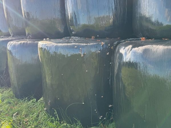 Silage Bales for sale in Co. Westmeath for €32 on DoneDeal