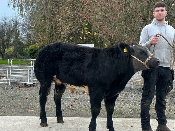 Show Hybrid Bull lot 2242 for sale in Co. Laois for €0 on DoneDeal