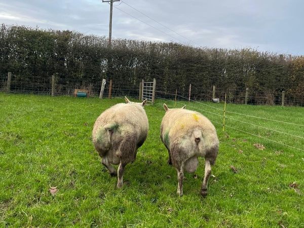 PB Texel Rams for sale in Co. Wexford for €0 on DoneDeal