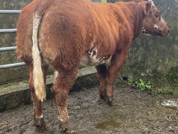 *GORT MART TONIGHT* LOT 662 & 663 for sale in Co. Clare for €1 on DoneDeal