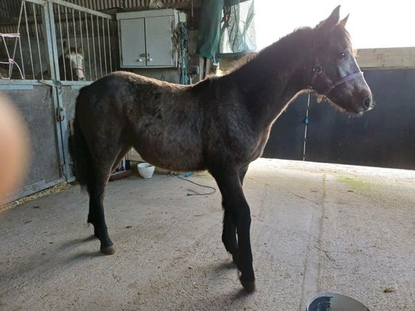 Connemara pony for sale in Co. Clare for €1,700 on DoneDeal