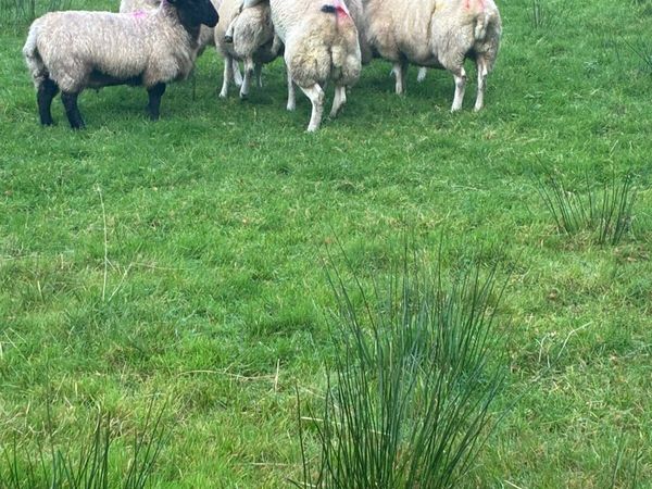 Texel Ram for sale in Co. Donegal for €750 on DoneDeal