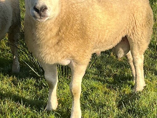 Texel Ram for sale in Co. Donegal for €1,234 on DoneDeal
