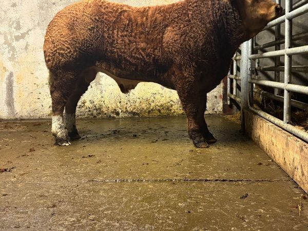 Heifer and bull weanling Gort Mart 13th November for sale in Co. Galway ...