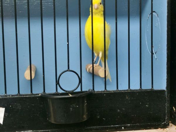 Irish fancy canaries for sale in Co. Cork for €20 on DoneDeal