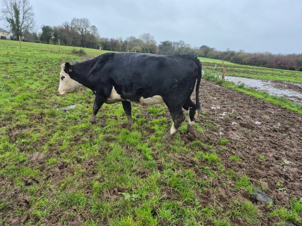 suckler, cow with twin aa bull calves. for sale in Co. Limerick for € ...