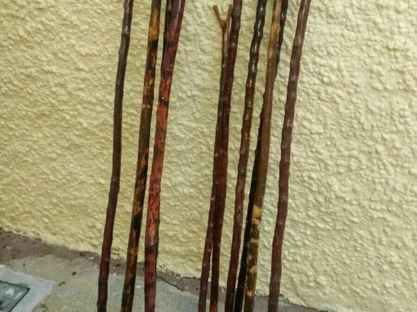 10. Blackthorn Rambling Sticks for sale in Co. Cork for €300 on DoneDeal