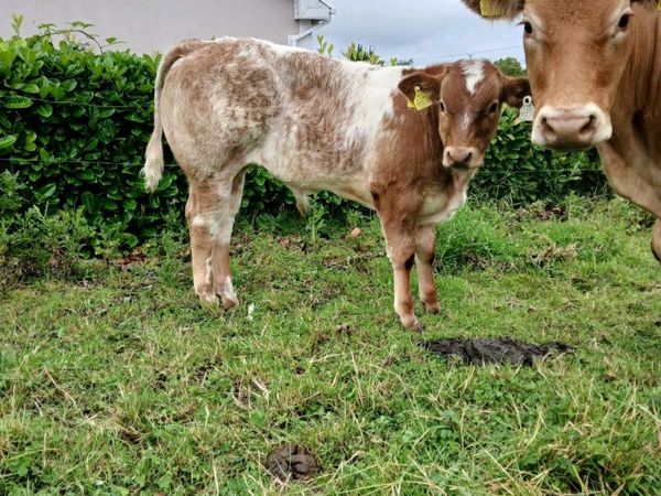 Roan Bull Weanling for sale in Co. Galway for €1,234 on DoneDeal