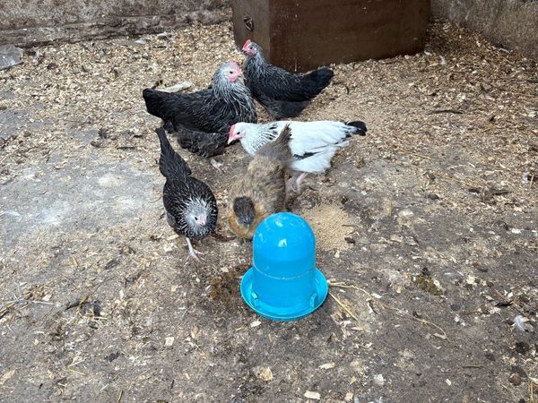 Bantam silver + light Sussex roosters for sale in Co. Donegal for €10 ...