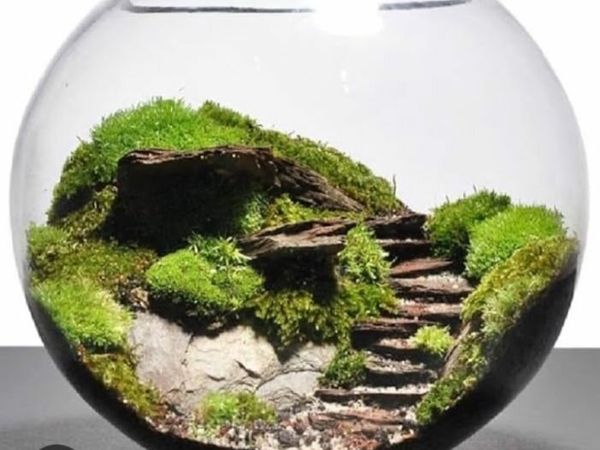 Fish tanks terrarium plant growing bowls for sale in Co. Dublin for €10 ...